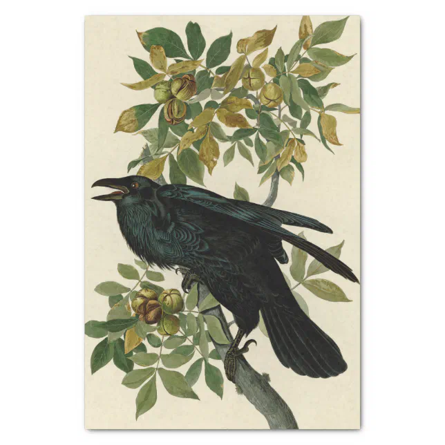 Audubon Raven Bird Classic Artwork Tissue Paper | Zazzle