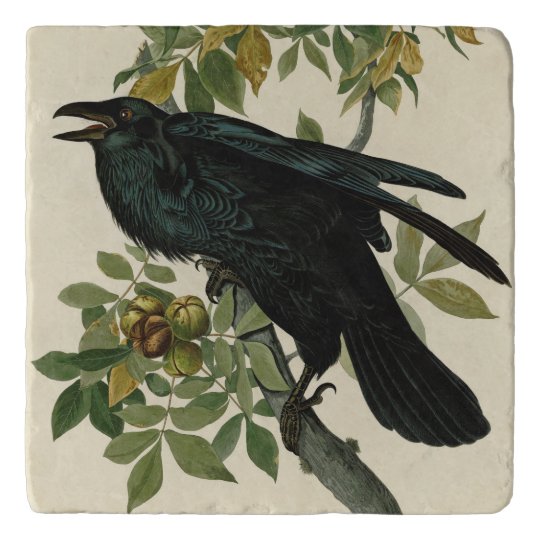 Audubon Raven Bird Classic Artwork Trivet | Zazzle.com