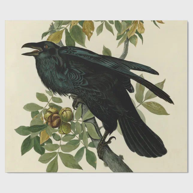 Audubon Raven Bird Classic Artwork Wrapping Paper | Zazzle