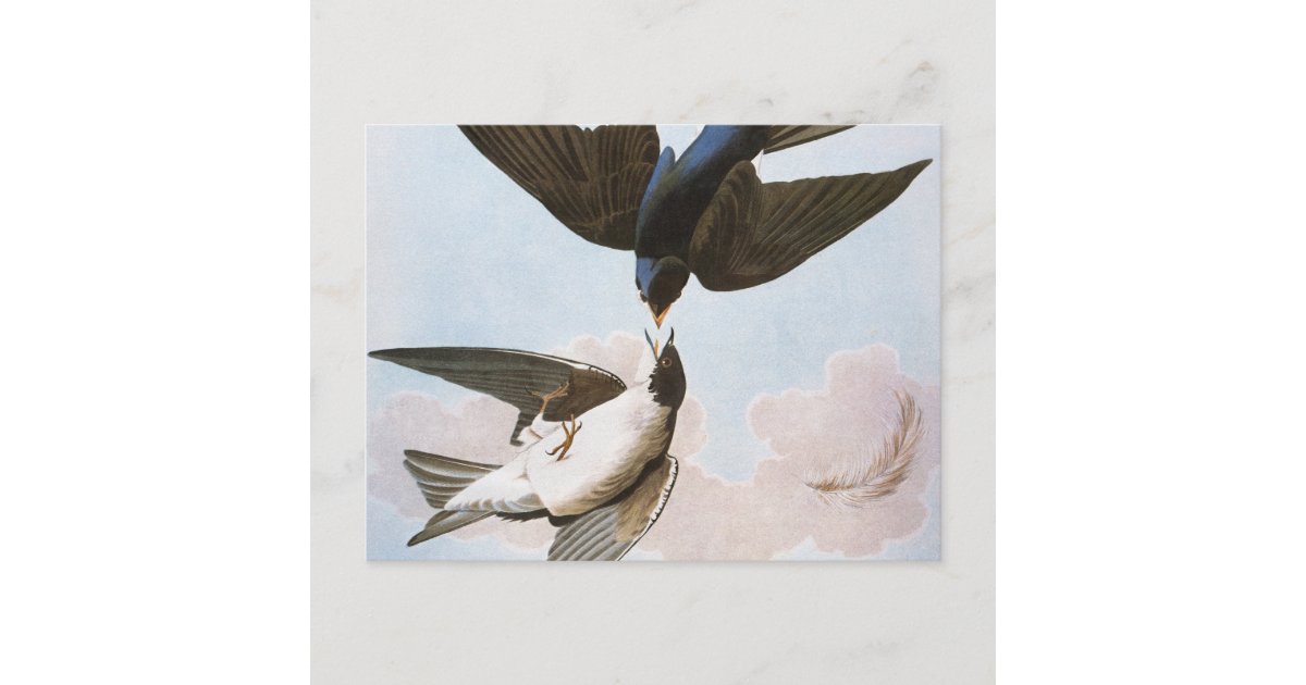 Audubon: Tree Swallow Postcard | Zazzle