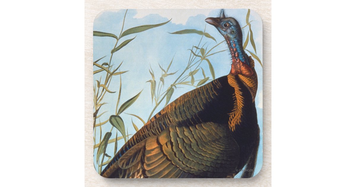 Audubon: Wild Turkey Beverage Coaster | Zazzle