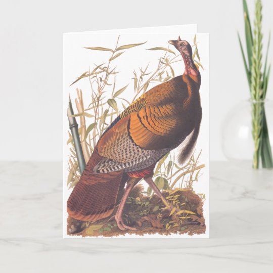 Audubon Wild Turkey Card | Zazzle.com