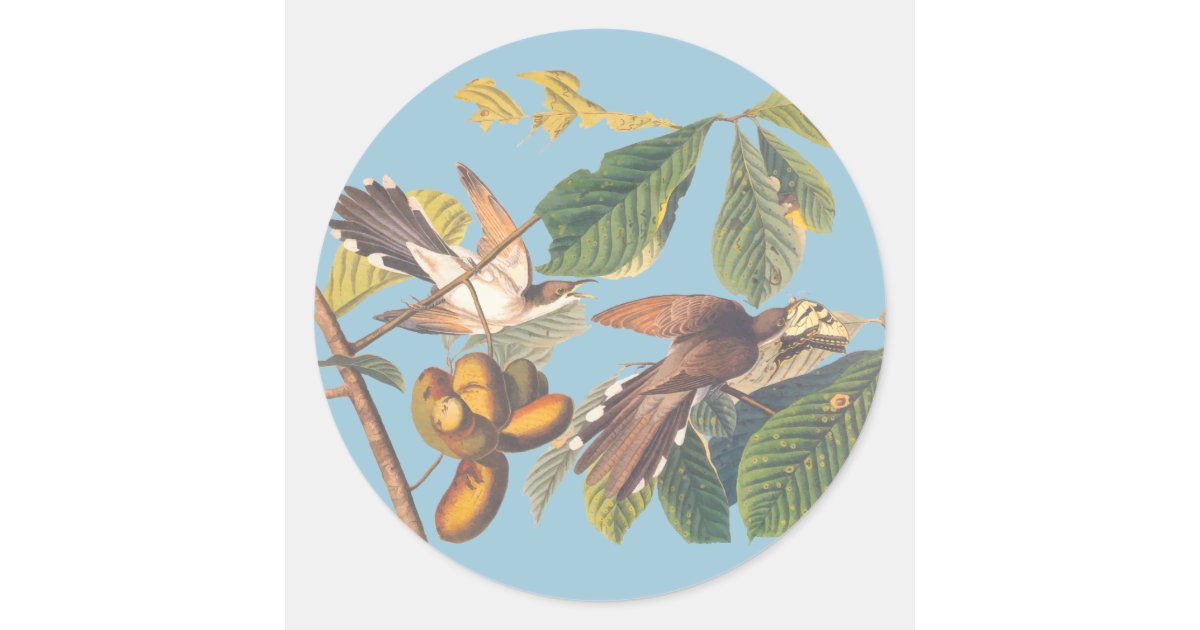 Audubon Yellow Billed Cuckoo Classic Round Sticker | Zazzle