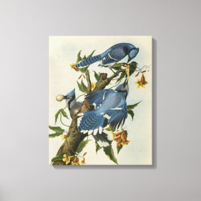 John James Audubon Blue Jays Vintage Bird Art Gifts