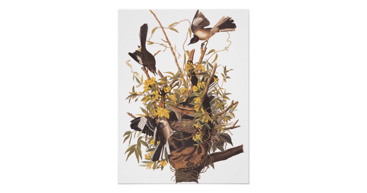 Audubon's Mockingbird family poster | Zazzle