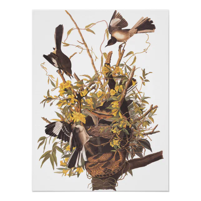 Audubon's Mockingbird family poster | Zazzle