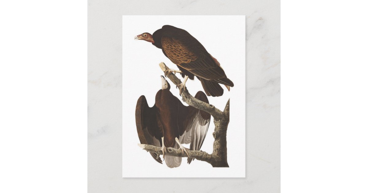 Audubon's Turkey Vulture Postcard | Zazzle