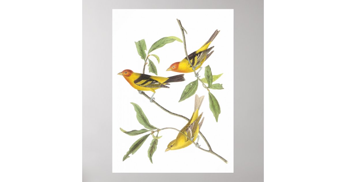 Audubon's Western Tanager Poster | Zazzle