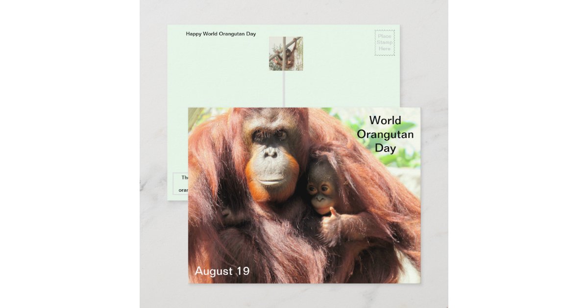 August 19 - World Orangutan Day Postcard | Zazzle