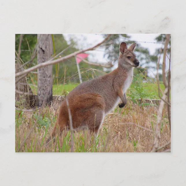 aussie wallaby postcard | Zazzle