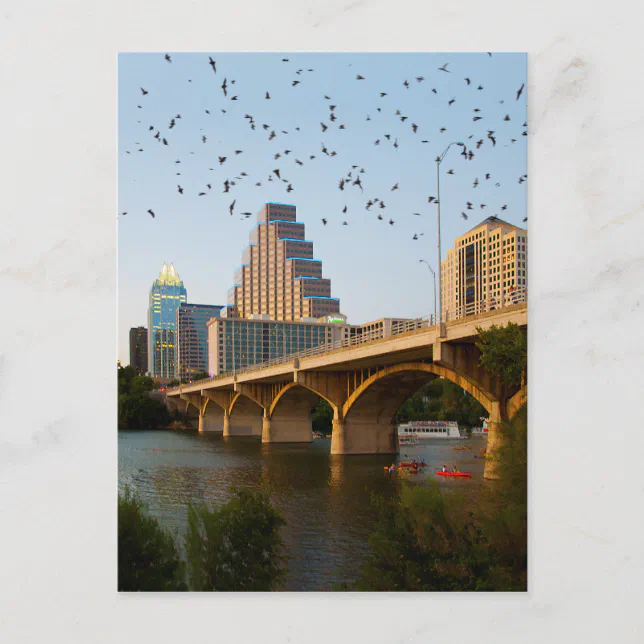Austin, Texas Congress Bridge Bats Postcard | Zazzle
