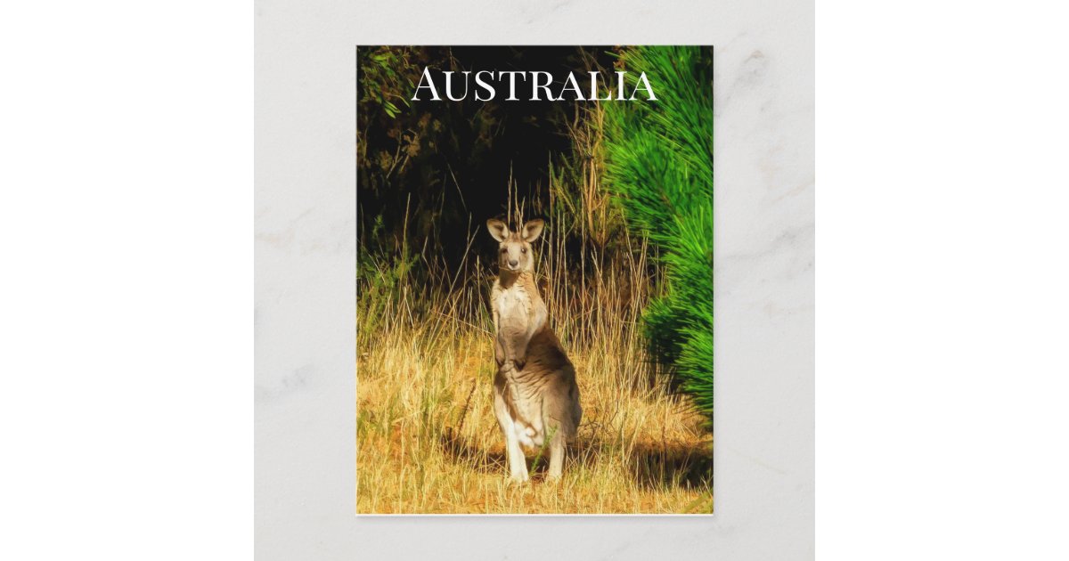 Australia Kangaroo Postcard | Zazzle
