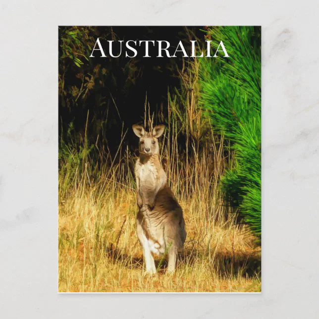 Australia Kangaroo Postcard | Zazzle