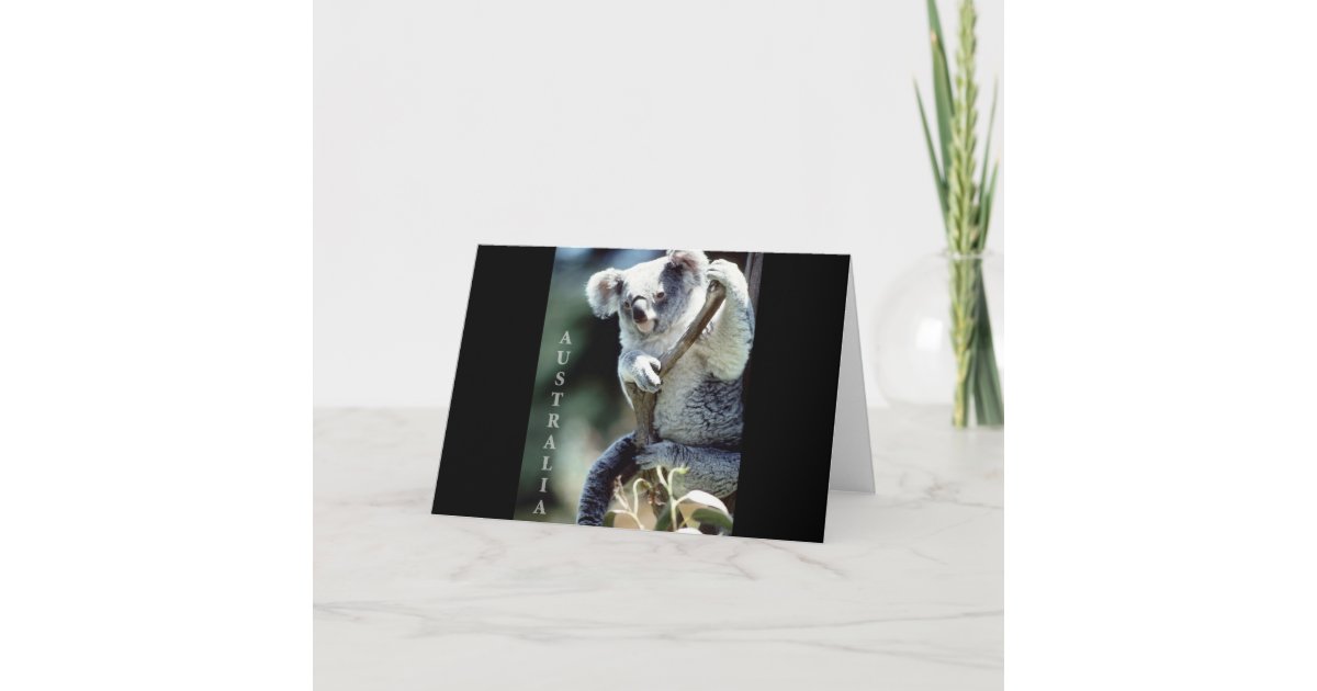 Australia Koala Bear Card | Zazzle