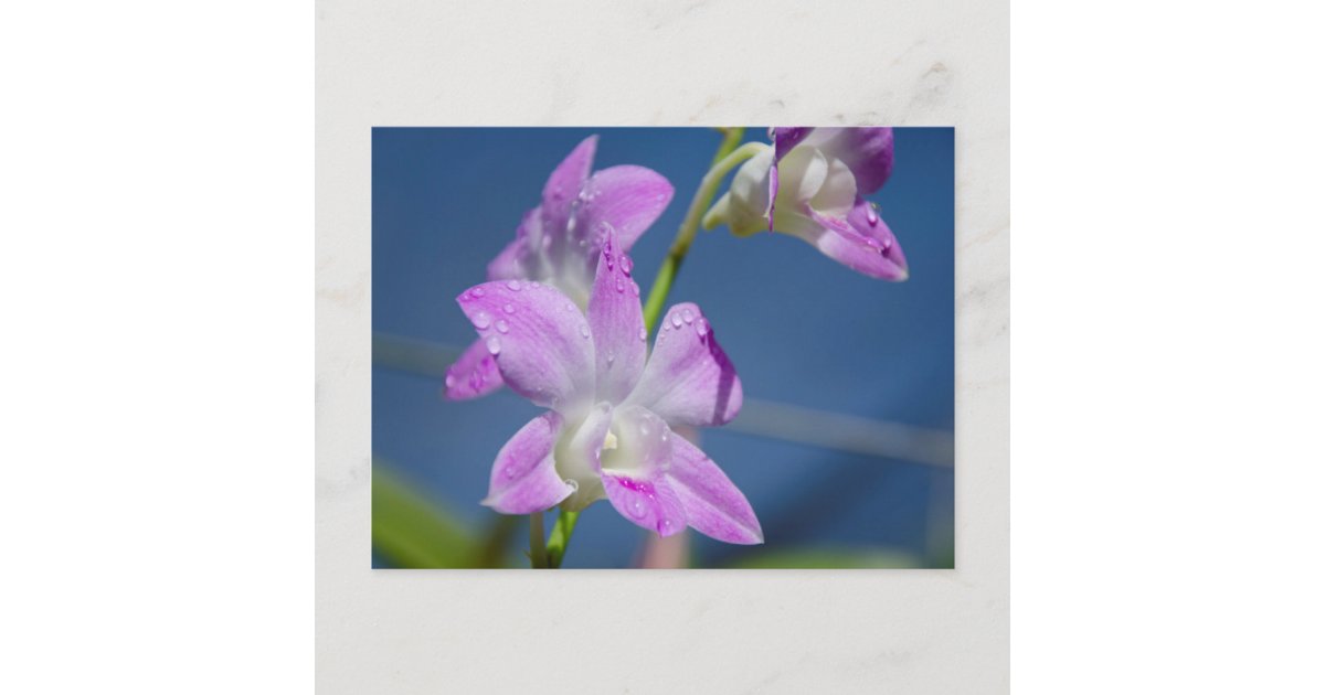 Australia, Northern Territory, Darwin Postcard | Zazzle