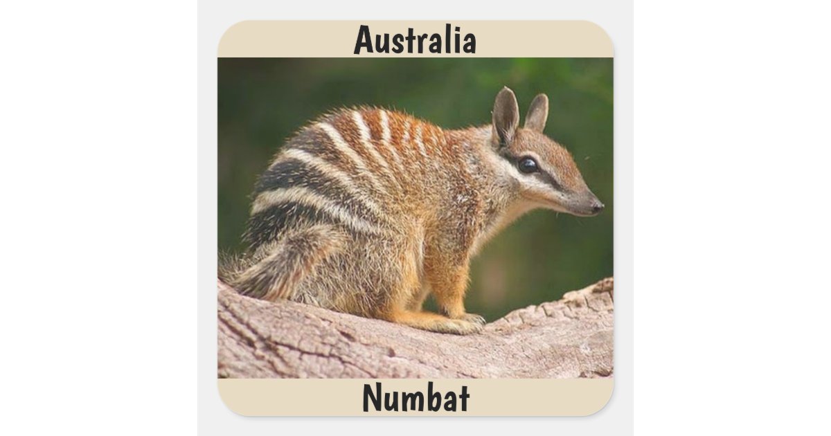 Australia Numbat Square Sticker | Zazzle