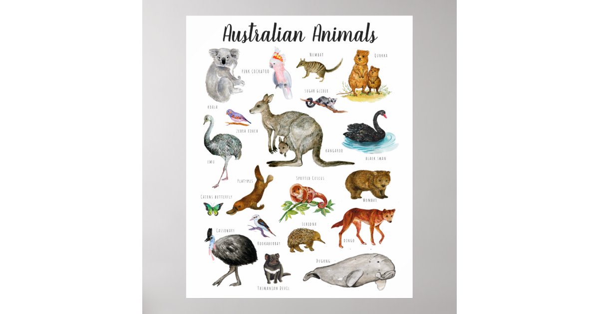 Australian Animals | Education Learning Classroom Poster | Zazzle