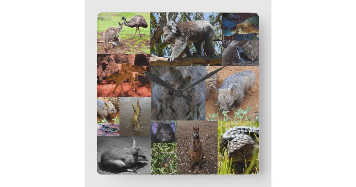 Australian Animals Photo Collage, Wall Clock | Zazzle