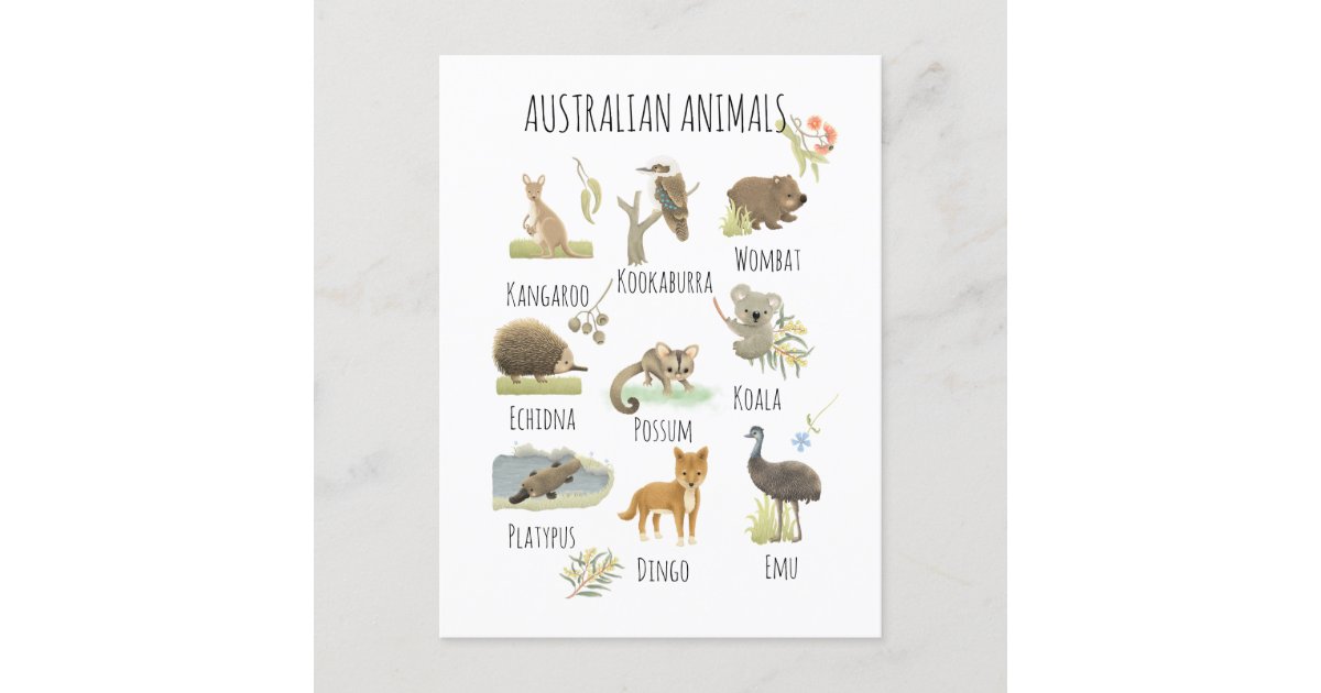 Australian Animals Postcard | Zazzle