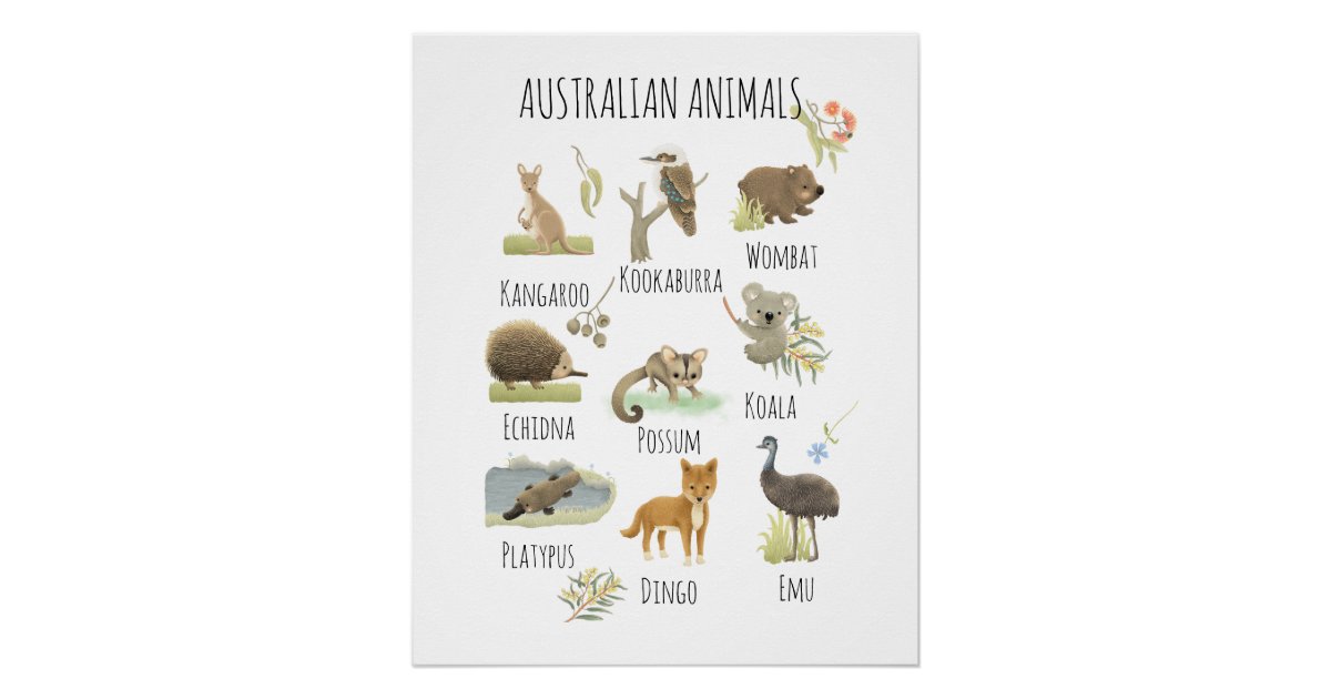 Australian Animals Poster | Zazzle