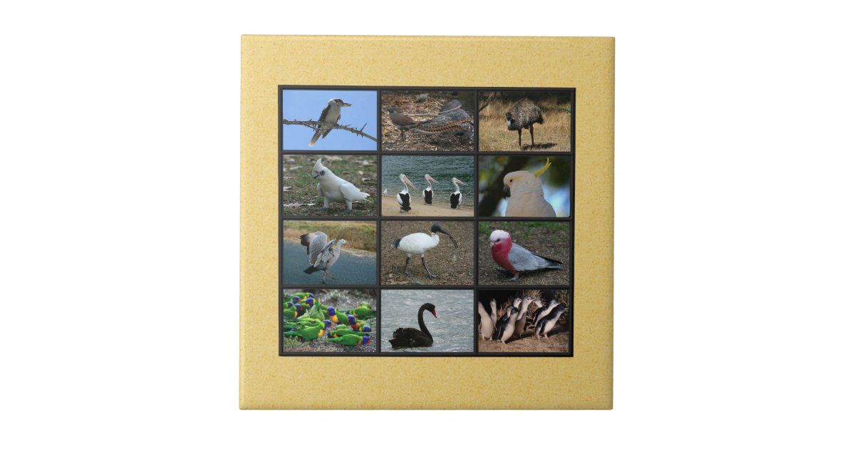 Australian Bird Photo Collage Tile | Zazzle