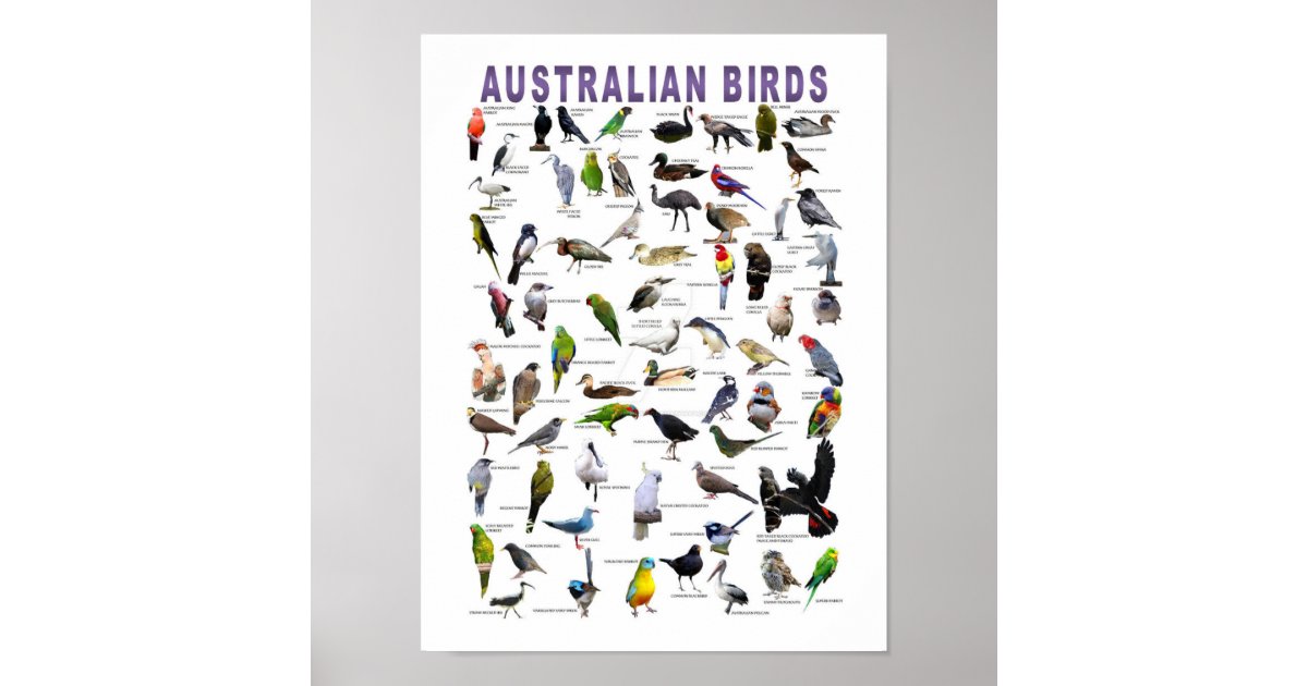 Australian Birds Chart poster | Zazzle