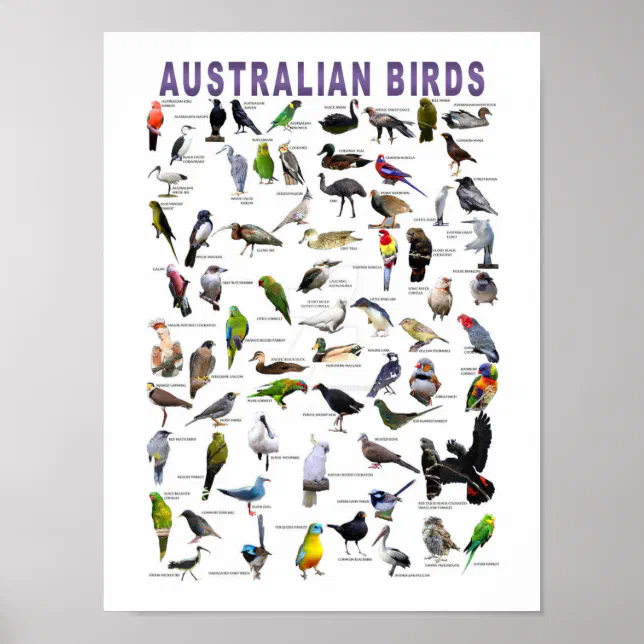 Australian Birds Chart poster | Zazzle