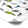 Australian Birds Chart poster | Zazzle
