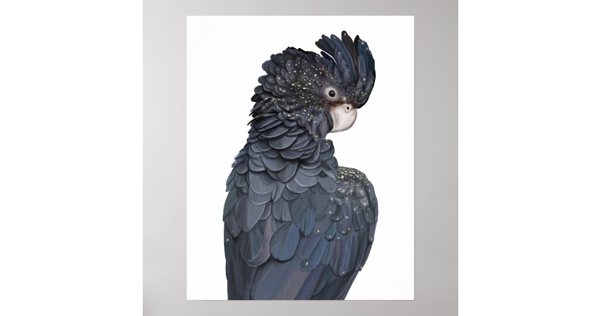 Australian Black Cockatoo Illustration Poster | Zazzle