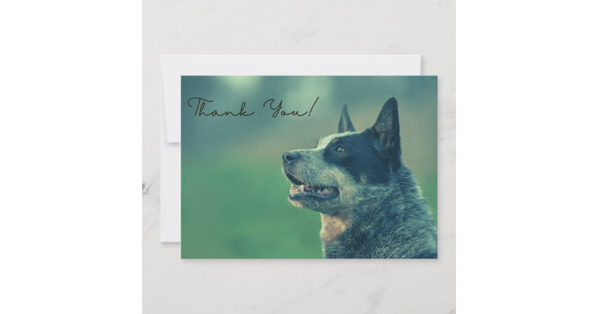 Australian Cattle Dog Thank You Card | Zazzle