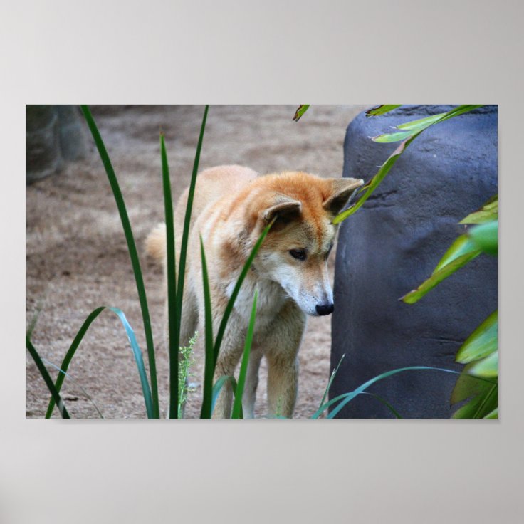 Australian Dingo Poster | Zazzle