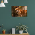 Australian dingo poster | Zazzle