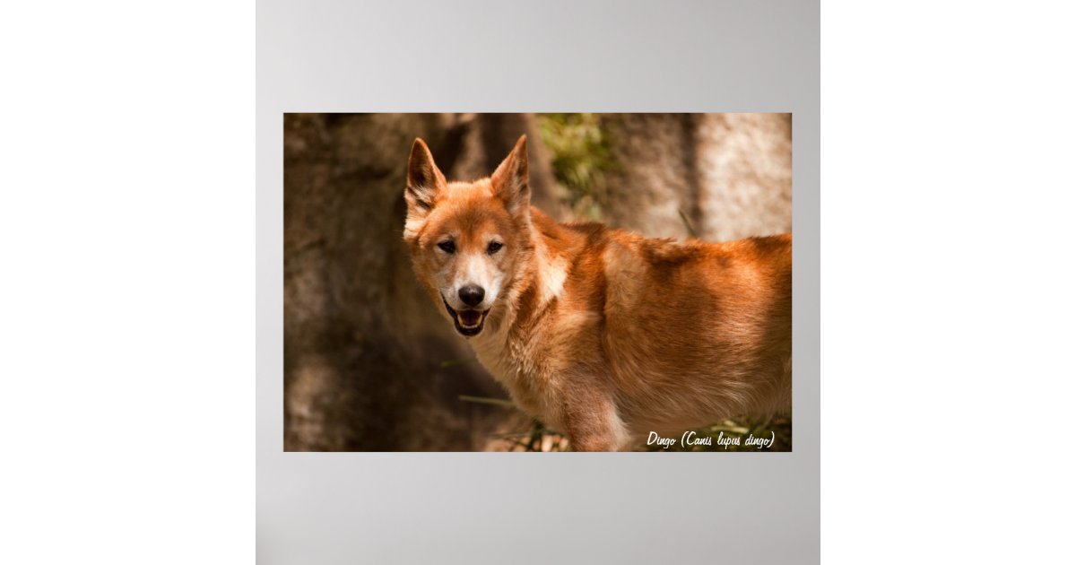 Australian dingo poster | Zazzle