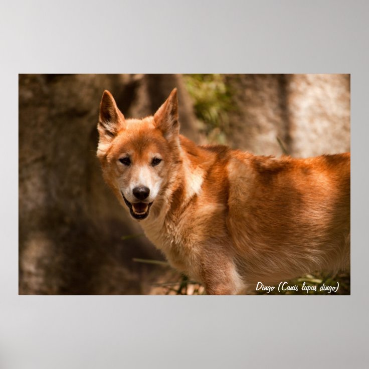 Australian dingo poster | Zazzle