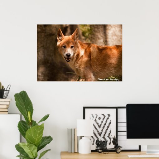 Australian dingo poster | Zazzle