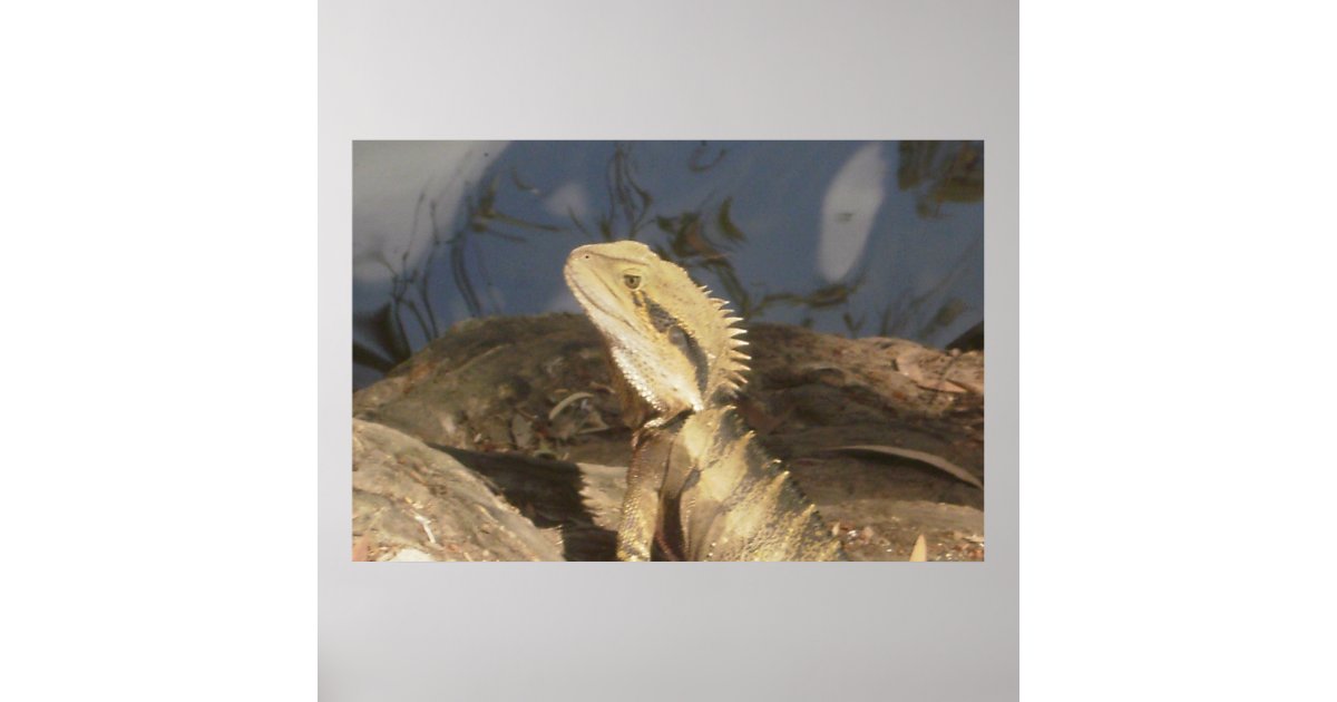 Australian Eastern Water Dragon Poster | Zazzle