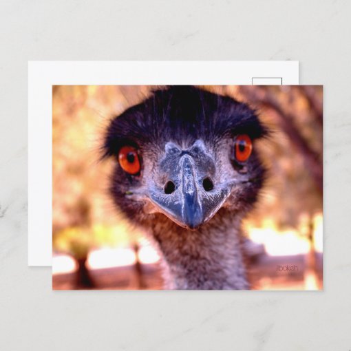 Australian Emu Wildlife Postcard | Zazzle