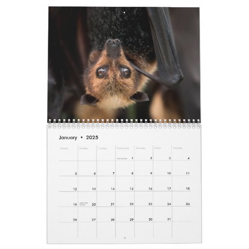 Australian Flying Fox Bat Calendar - 3 sizes | Zazzle