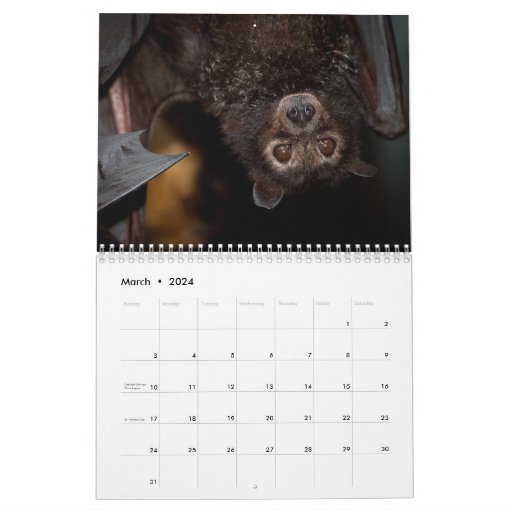 Australian Flying Fox Bat Calendar - 3 sizes | Zazzle