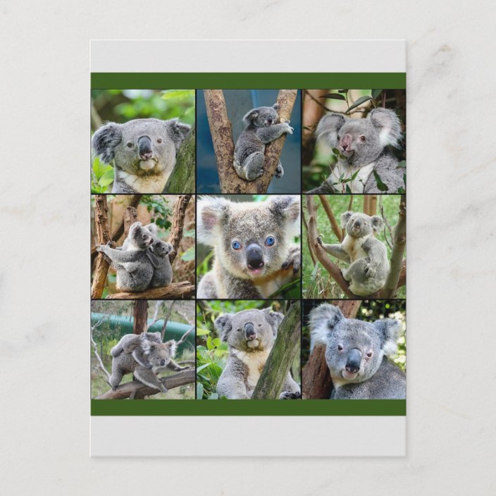 Australian Koala in Eucalyptus Tree Postcard | Zazzle.com