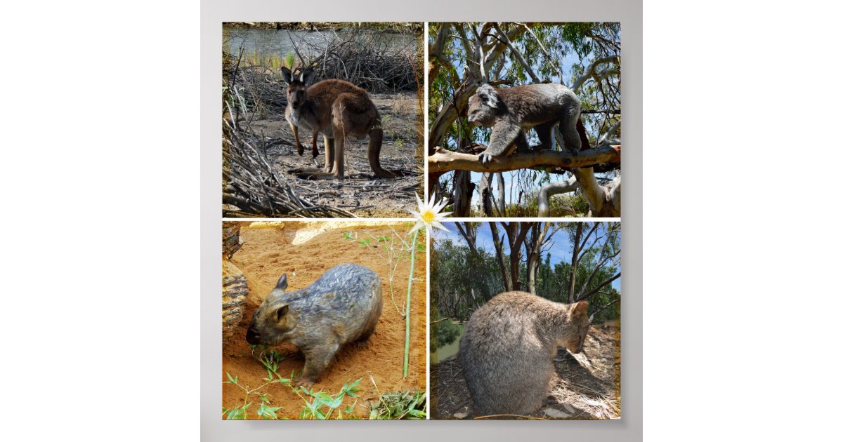 Australian Koala, Wombat, Quokka, Kangaroo, Poster | Zazzle