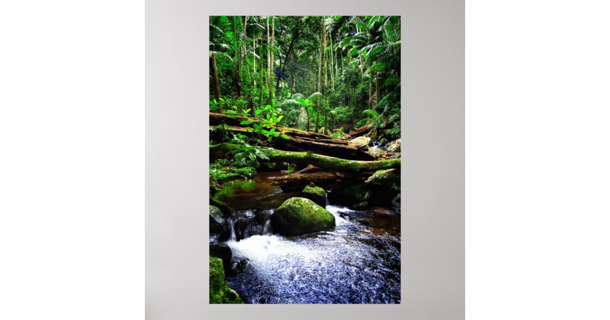 Australian Rainforest Poster | Zazzle