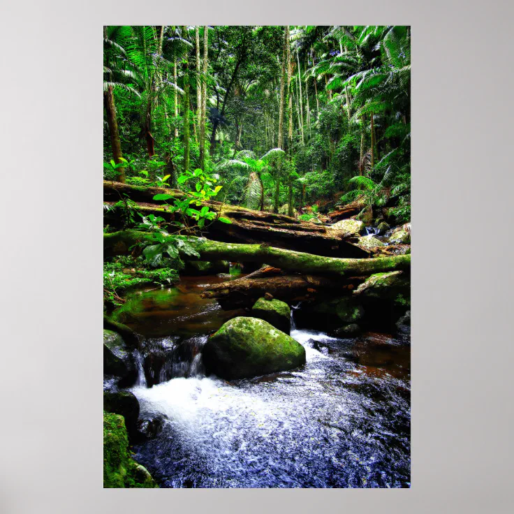 Australian Rainforest Poster | Zazzle