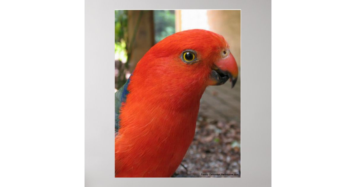 Australian Rosella Poster | Zazzle