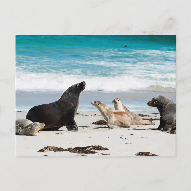 Australian Sea Lions on Seal bay Kangaroo Island Postcard | Zazzle