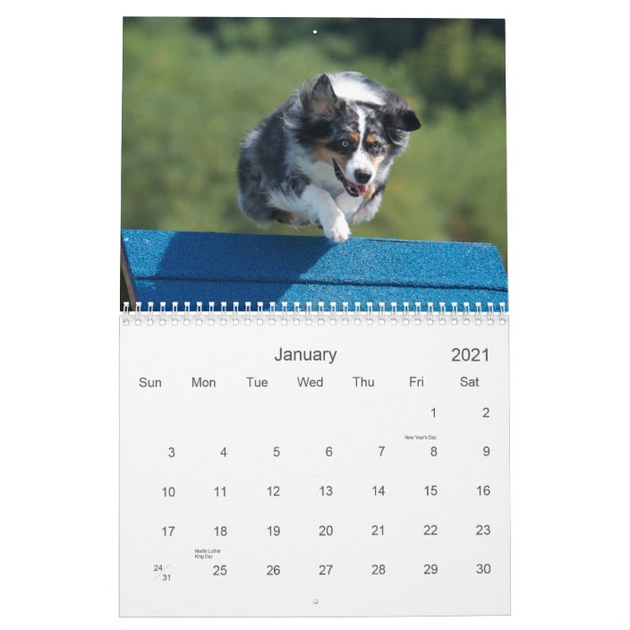 Australian Shepherd Agility 18 Month Wall Calendar | Zazzle.com