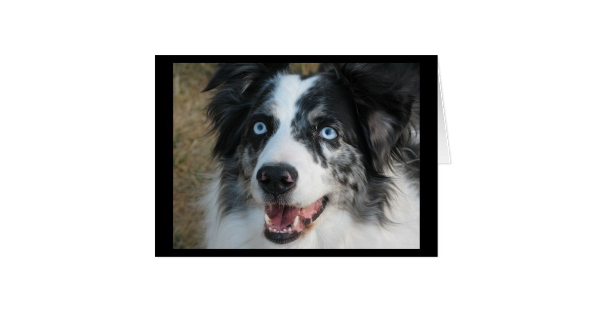 Australian Shepherd Card | Zazzle