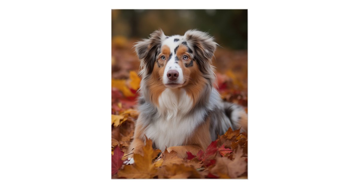 Australian Shepherd in Autumn Leaves Fall Inspire Poster | Zazzle