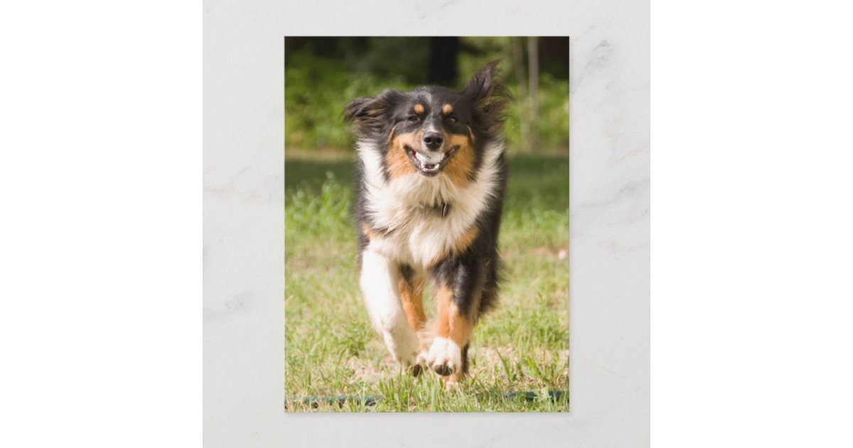 Australian Shepherd Playing With Ball Postcard | Zazzle