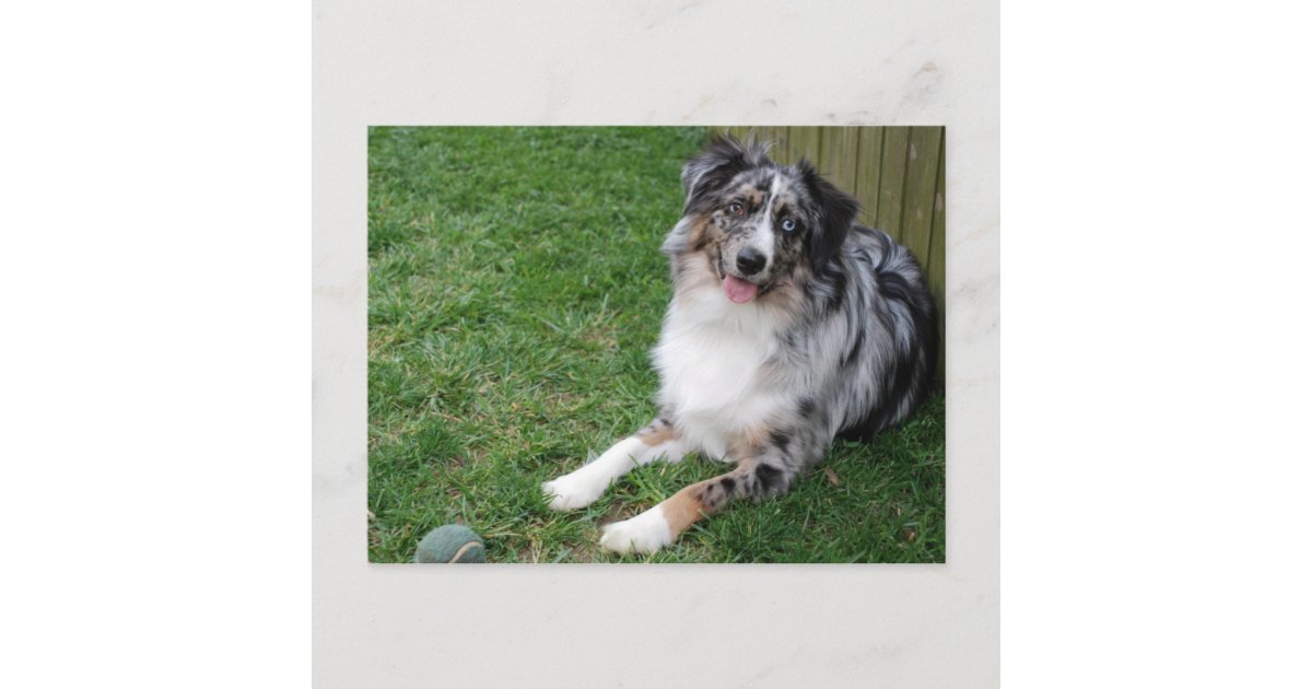 Australian Shepherd Postcard | Zazzle